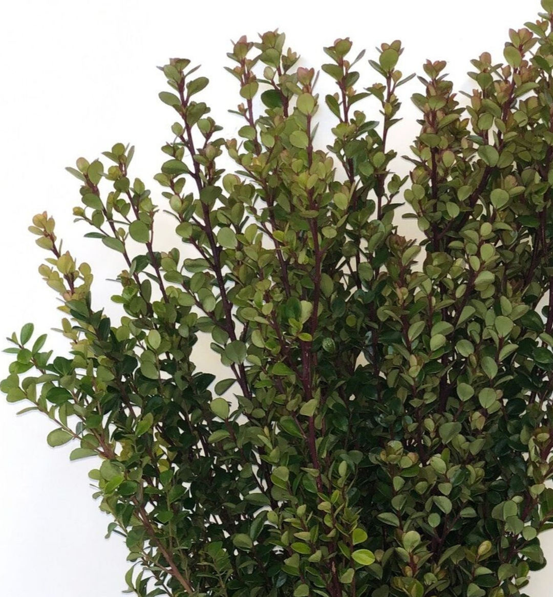 California Greens – Simpson’s Greens