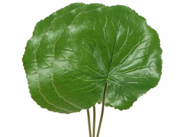Carolina Greens – Simpson’s Greens