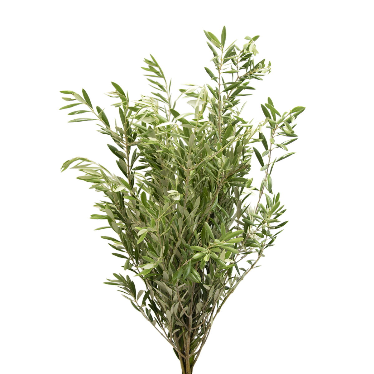 Italian Greens – Simpson’s Greens