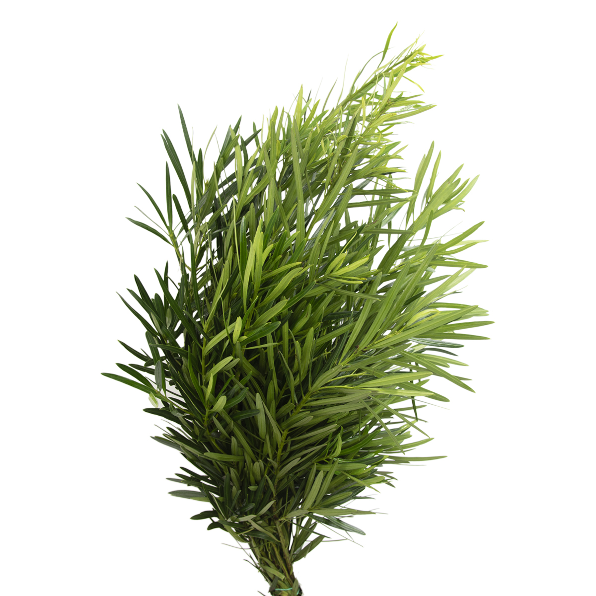 Florida Greens – Simpson’s Greens