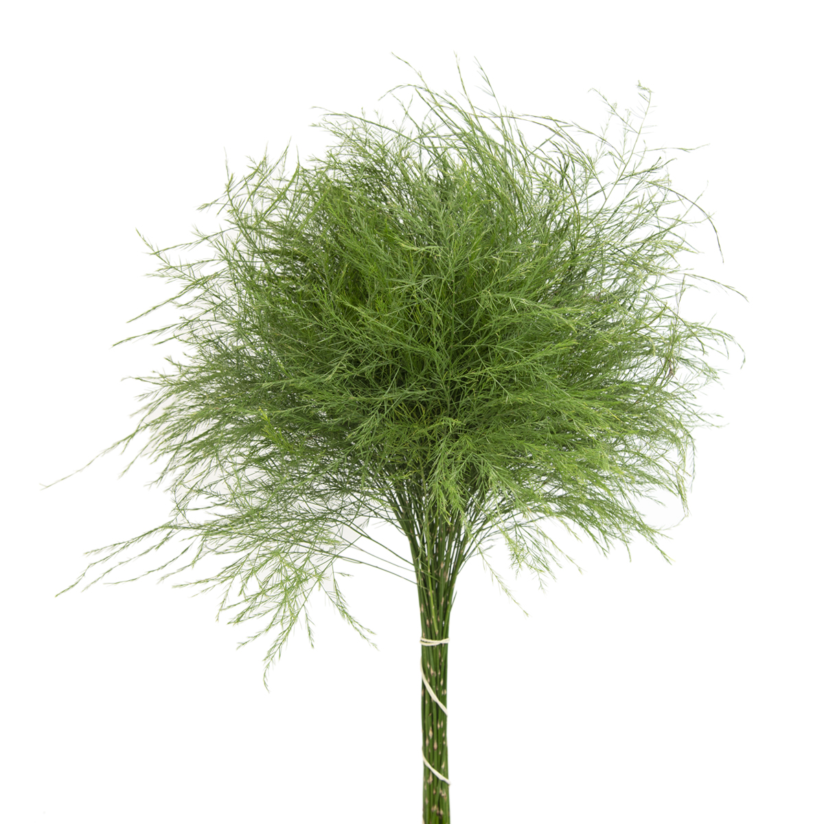 Florida Greens – Simpson’s Greens