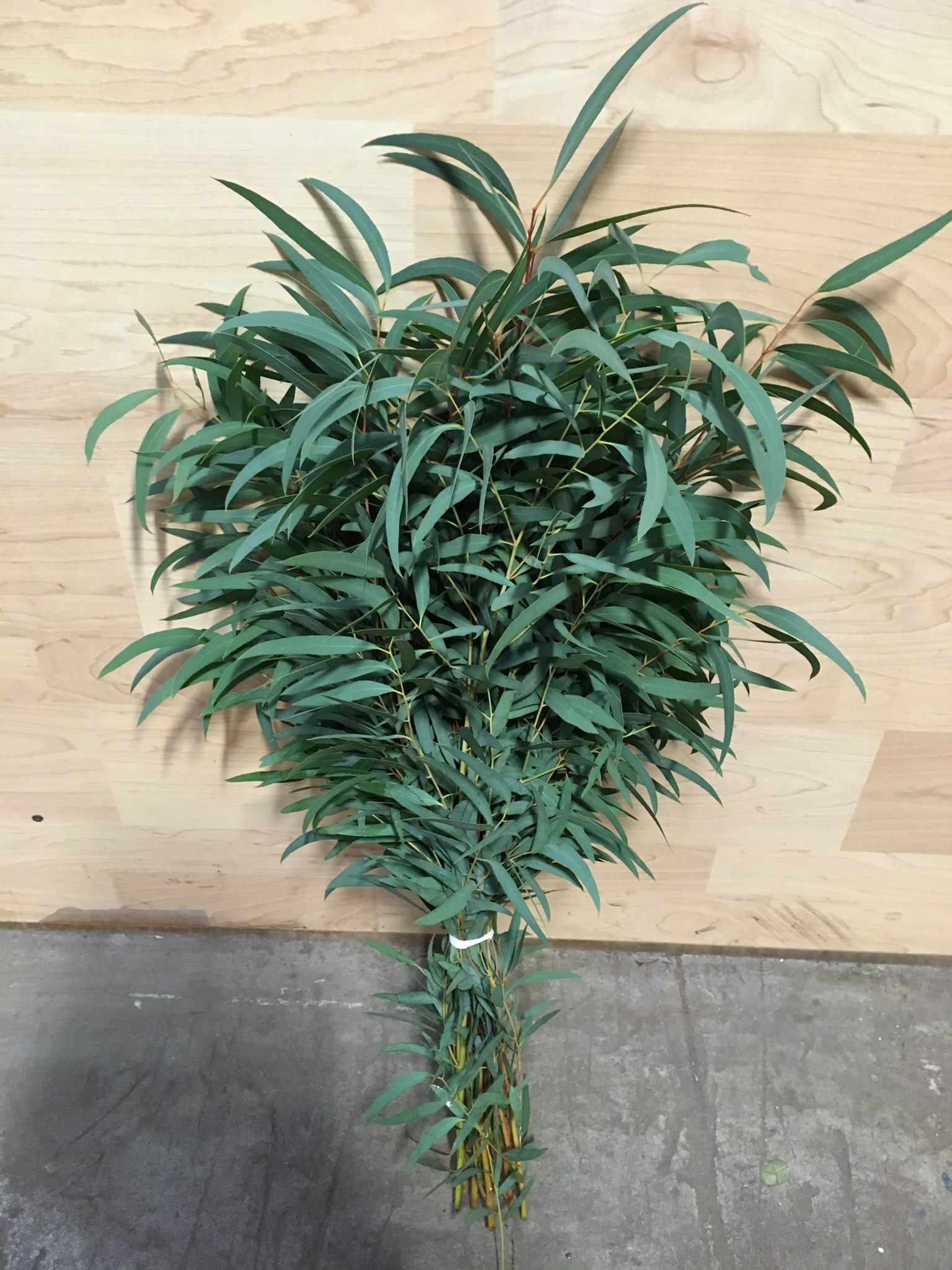 California Greens – Simpson’s Greens