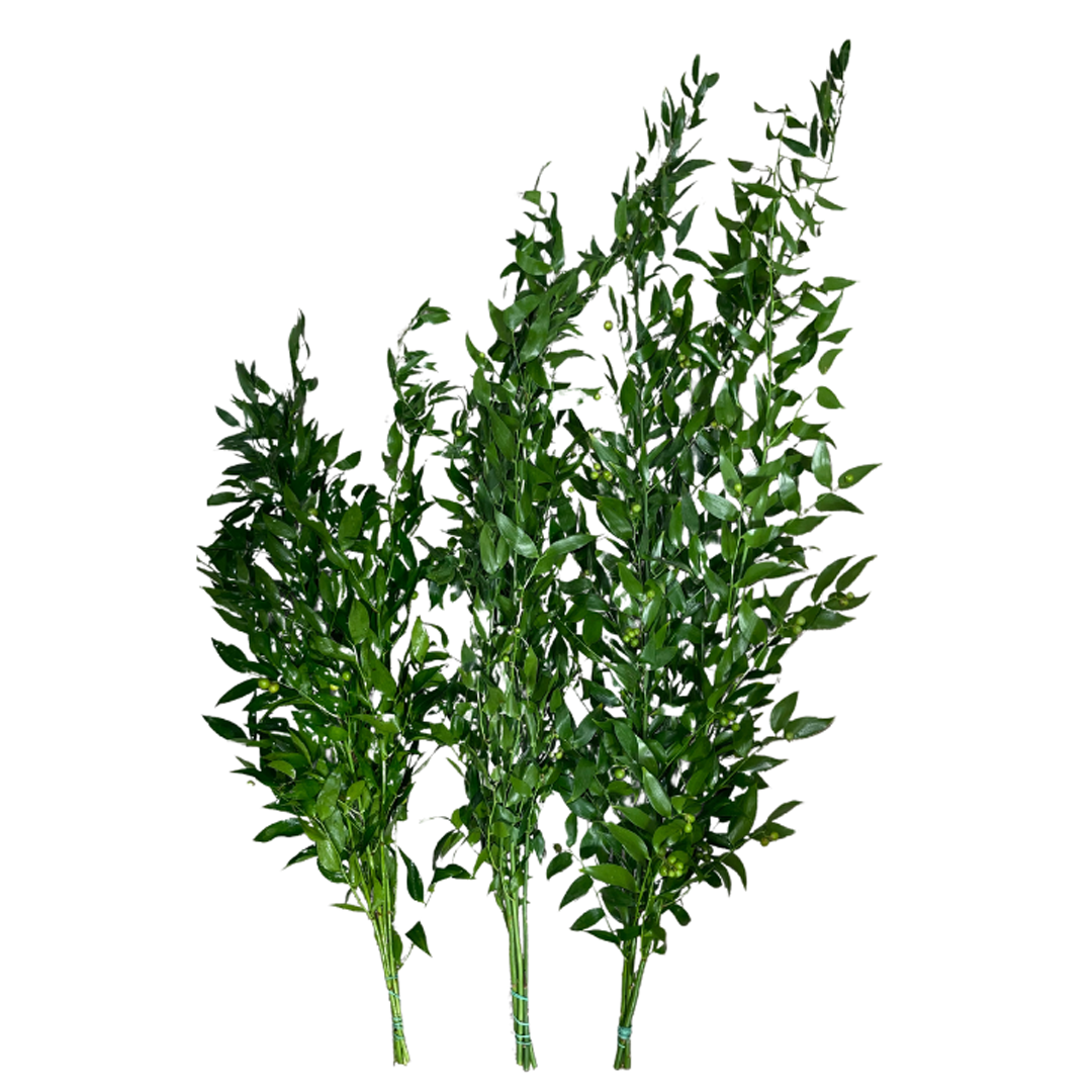 Italian Greens – Simpson’s Greens