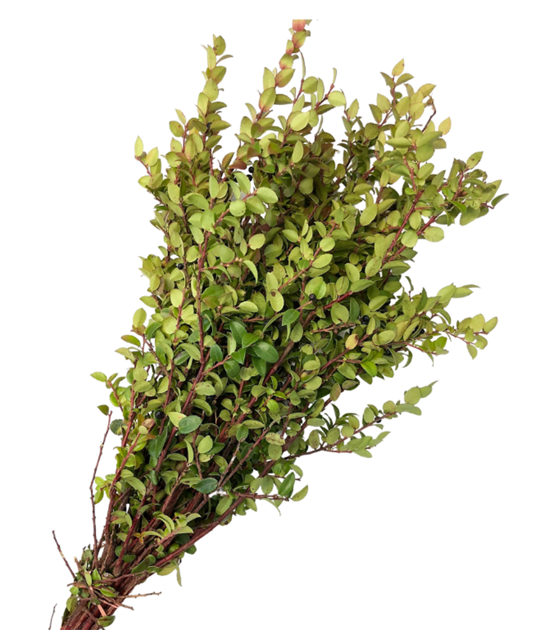 Western Greens – Simpson’s Greens