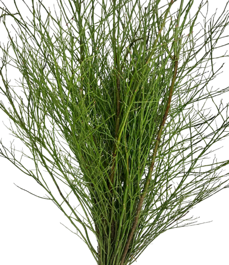 Western Greens – Simpson’s Greens