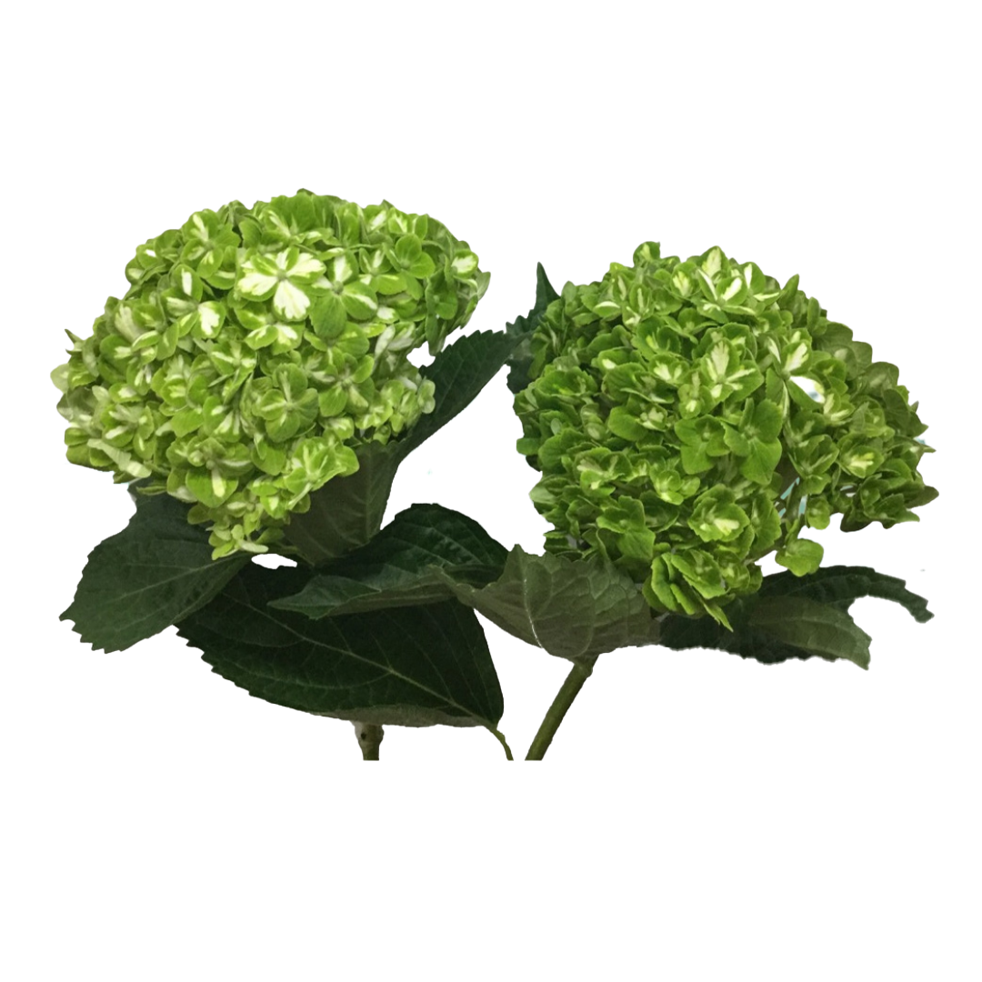 Flowers – Simpson's Greens