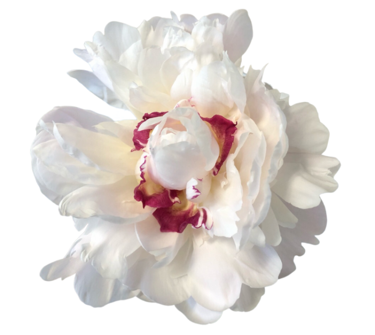 Flowers – Simpson's Greens