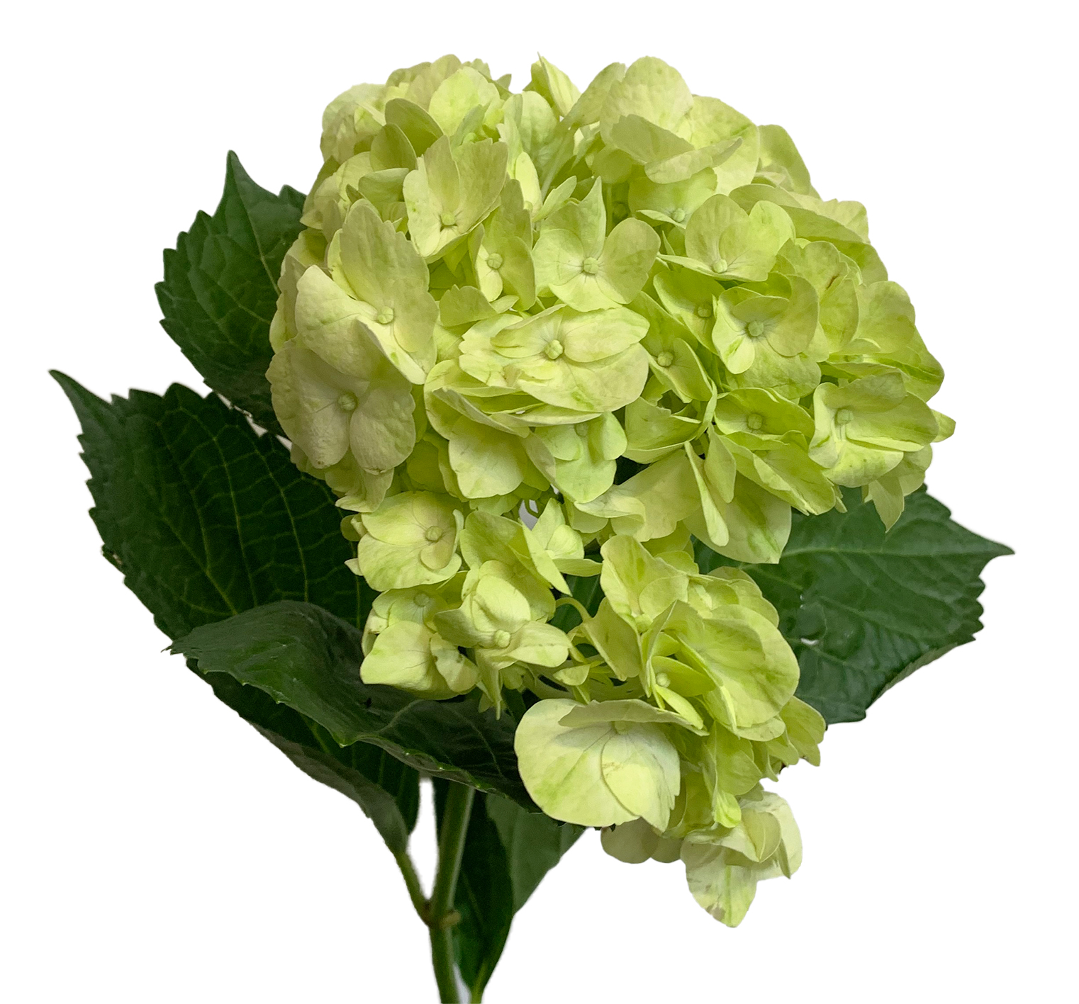 Flowers – Simpson's Greens