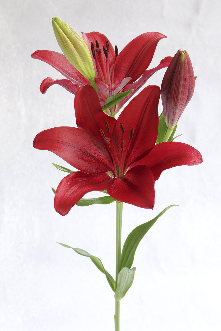 Flowers – Simpson's Greens