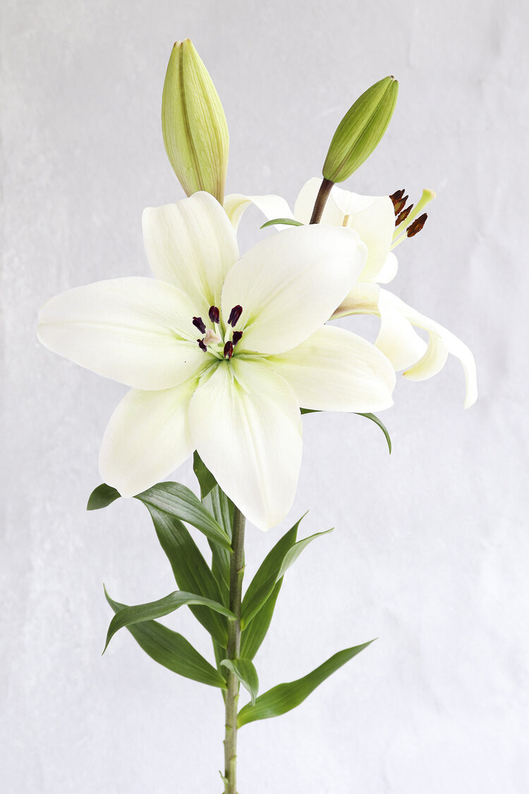 Flowers – Simpson's Greens