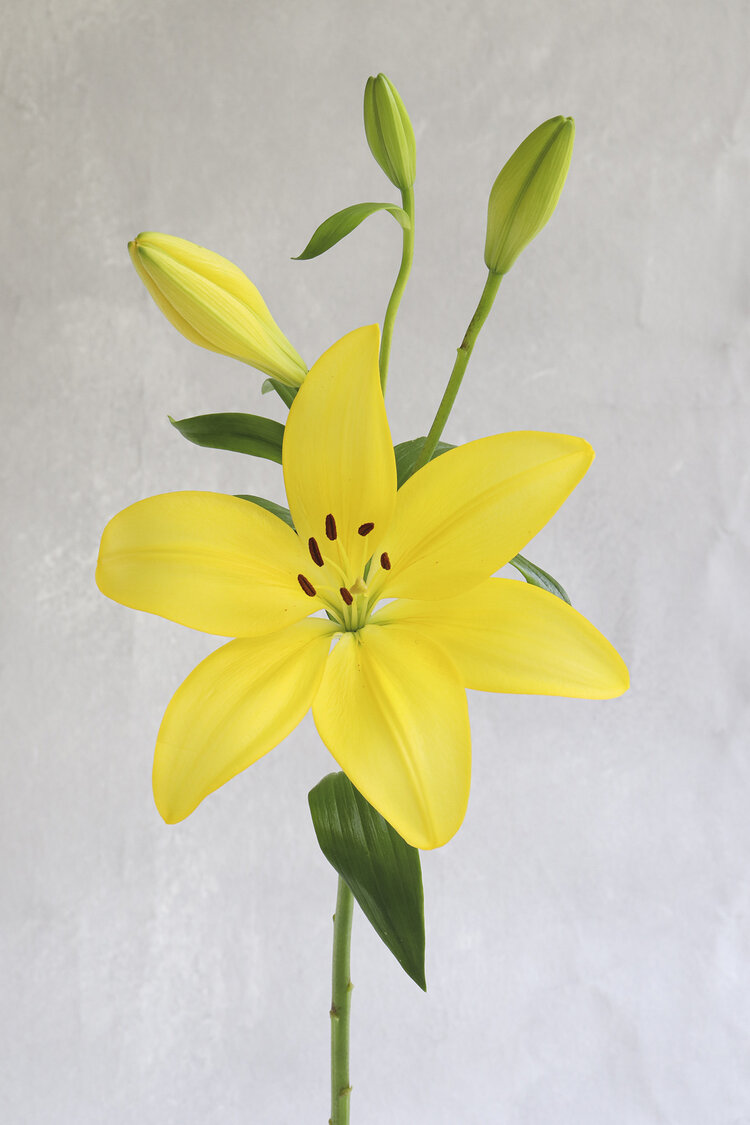 Flowers – Simpson's Greens