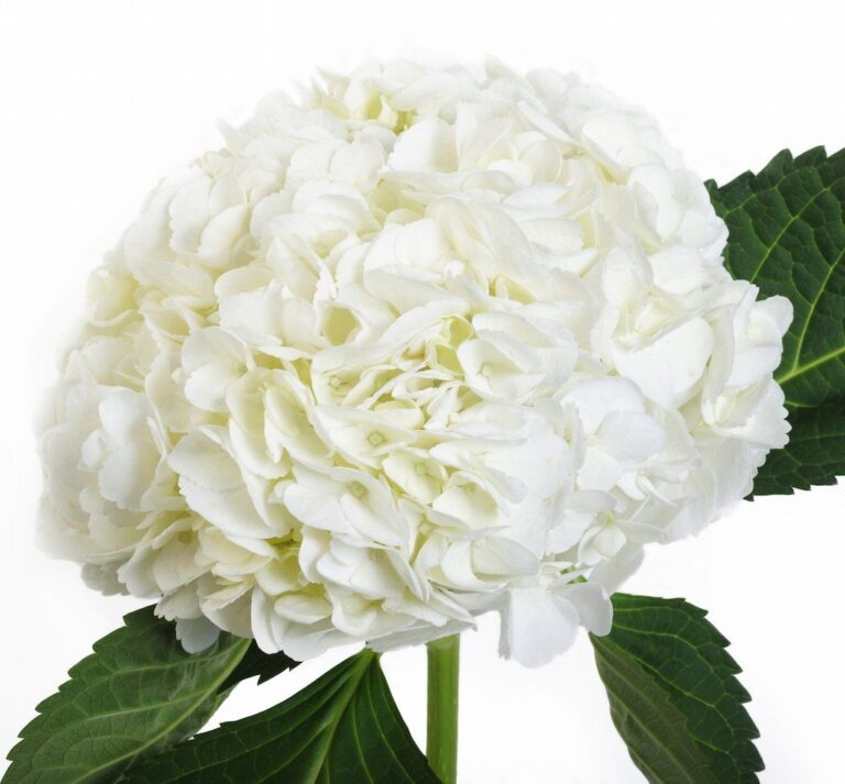 Flowers – Simpson's Greens