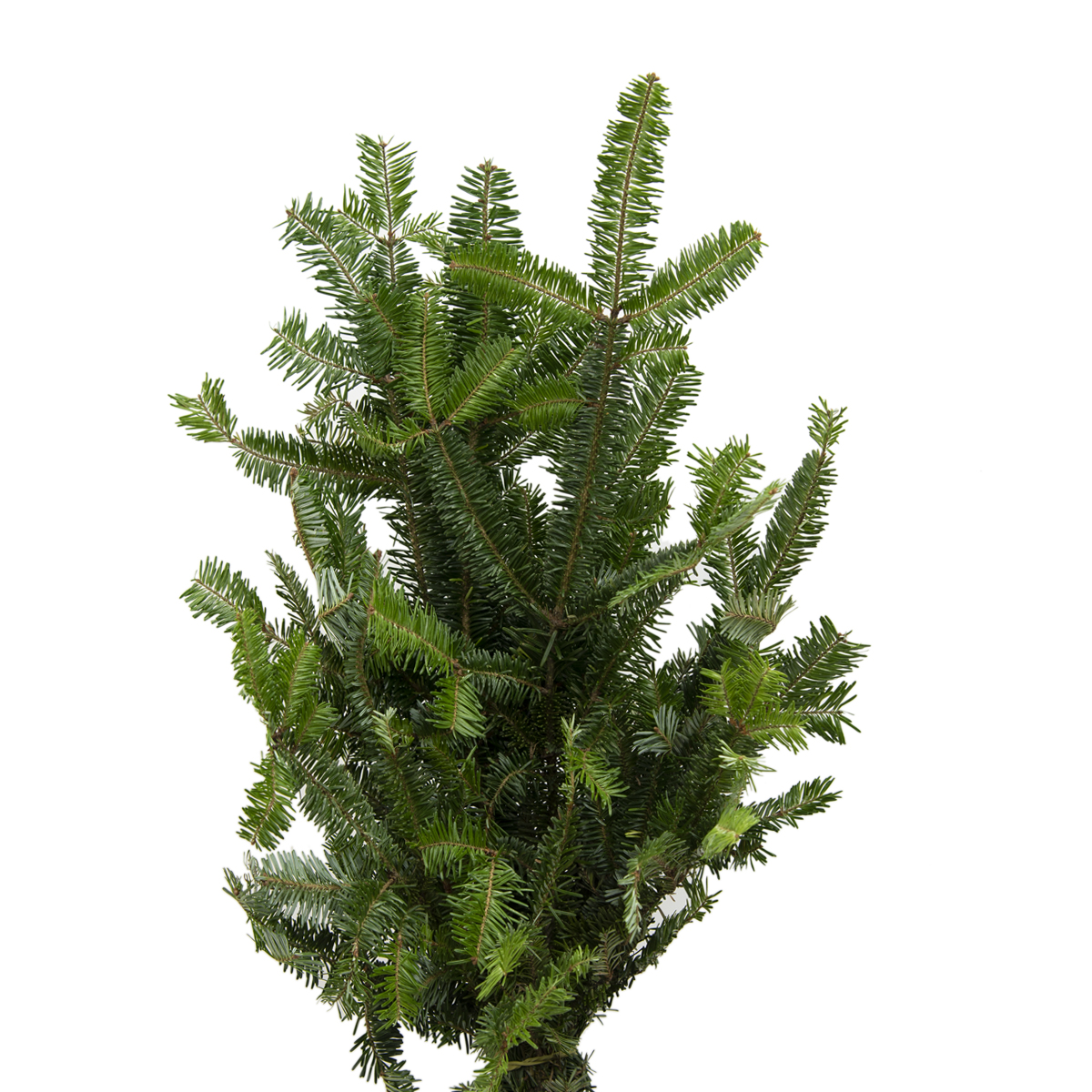 Christmas – Simpson's Greens