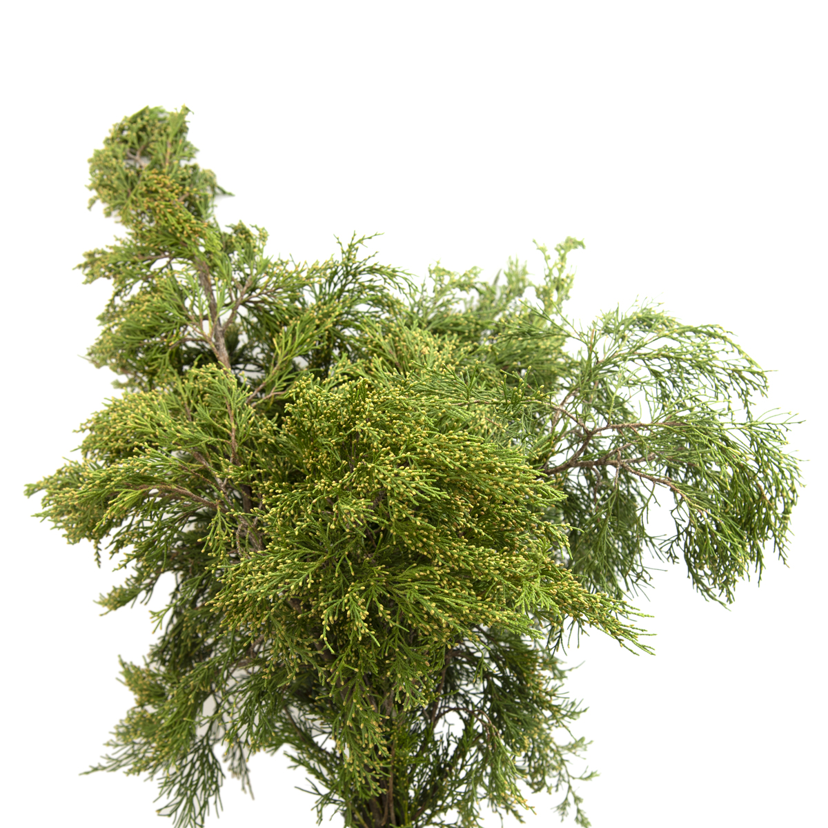 Christmas – Simpson's Greens